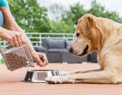 Zmiana karmy u psa. Jak zmienić psu karmę?